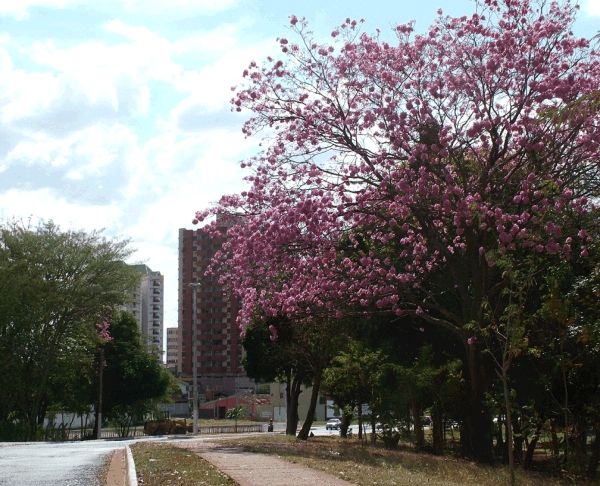 Tudo o Que Você Precisa Saber sobre Itumbiara - Goiás